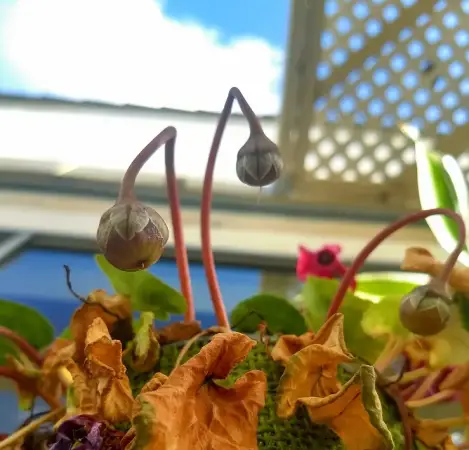 WHY IS MY CYCLAMEN DROOPING? 5 SIMPLE BUT EFFECTIVE MAINTENANCE ACTIONS ...