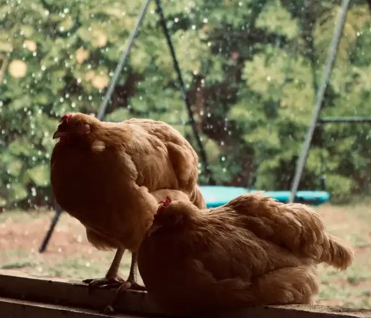 SHOULD WE BRING THE CHICKENS INSIDE WHEN IT RAINS IN WINTER? 4 ...