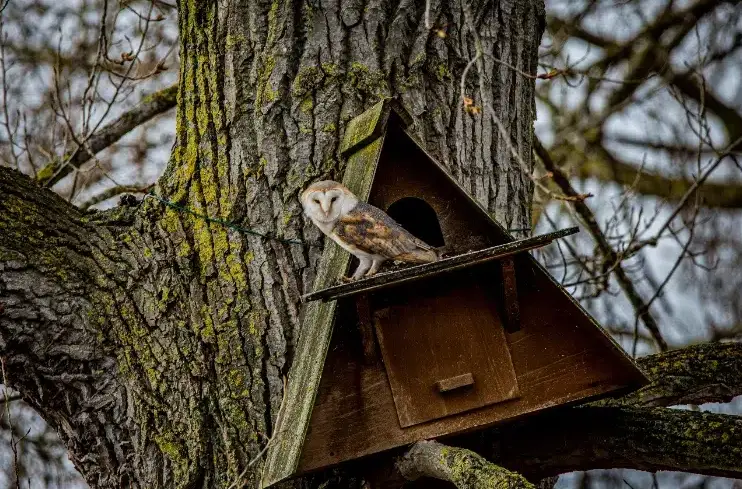 BUILDING AN OWL NEST BOX: ALL YOU NEED TO KNOW – Plants and Garden Tips