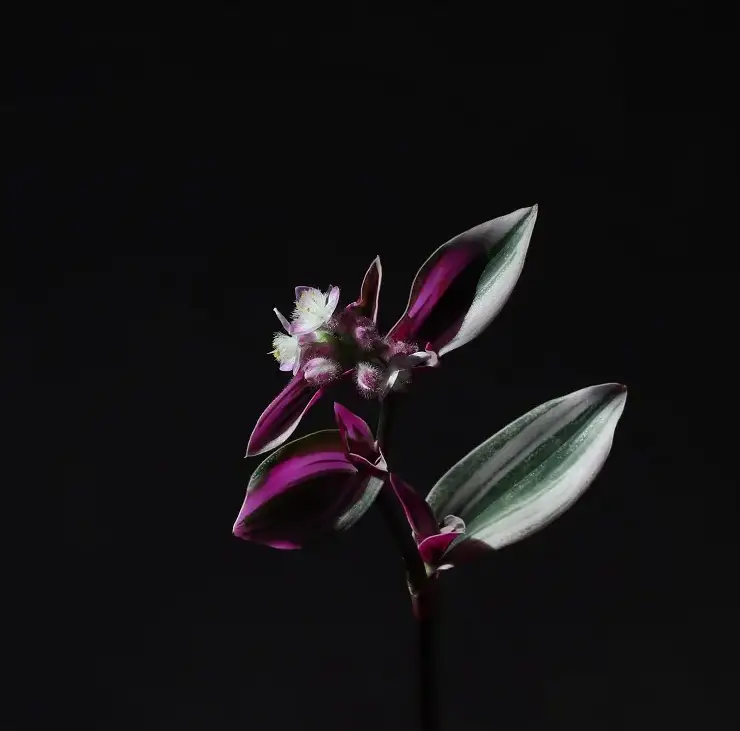 WHAT PLANT CAN LIVE IN THE DARK? 6 SPECIES TO ILLUMINATE DARK SPACES IN ...