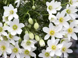 WHAT FLOWERS GROW IN THE SNOW? 10 BEAUTIFUL WINTER FLOWERING SPECIES ...