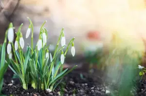WHAT FLOWERS GROW IN THE SNOW? 10 BEAUTIFUL WINTER FLOWERING SPECIES ...