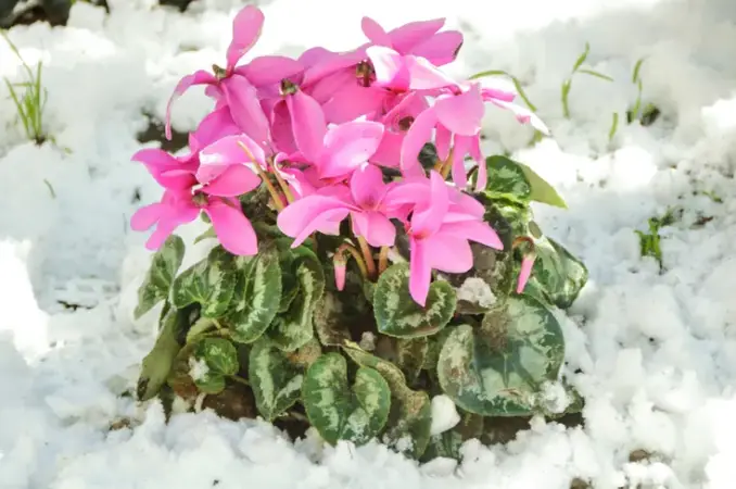 WHAT FLOWERS GROW IN THE SNOW? 10 BEAUTIFUL WINTER FLOWERING SPECIES ...