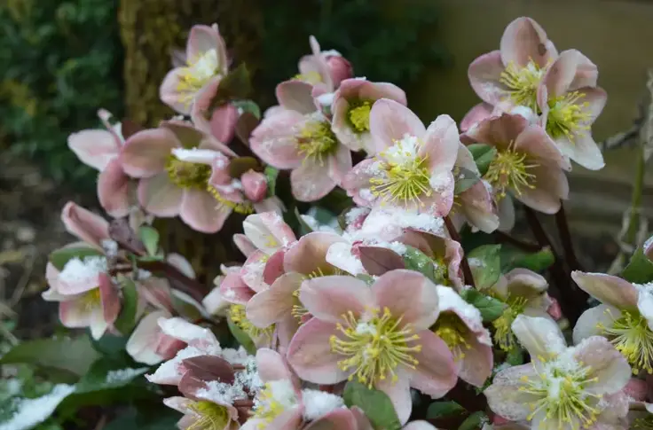 WHAT FLOWERS GROW IN THE SNOW? 10 BEAUTIFUL WINTER FLOWERING SPECIES ...