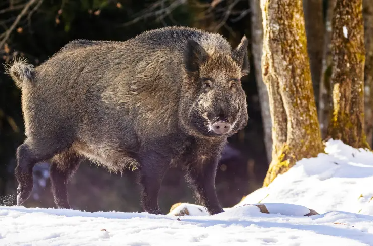 HOW TO SCARE AWAY WILD BOARS? TOP 4 SOLUTIONS FOR A POWERFUL WILD BOAR ...