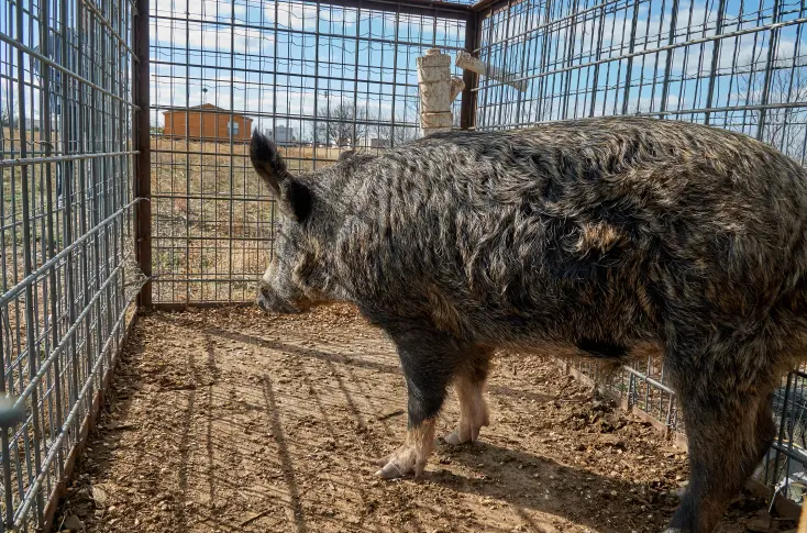 HOW TO SCARE AWAY WILD BOARS? TOP 4 SOLUTIONS FOR A POWERFUL WILD BOAR ...