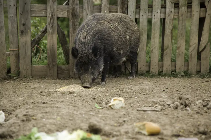 HOW TO SCARE AWAY WILD BOARS? TOP 4 SOLUTIONS FOR A POWERFUL WILD BOAR ...