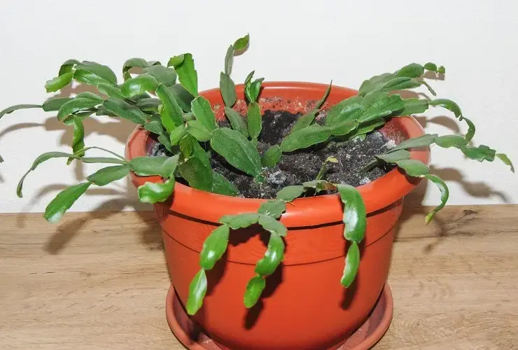 HOW TO REVIVE A CHRISTMAS CACTUS IN 3 KEY STEPS! – Plants and Garden Tips