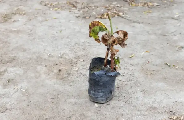 FROZEN BANANA TREE, WHAT TO DO? SHOULD WE CUT IT? TOP TIPS TO SAVE YOUR ...