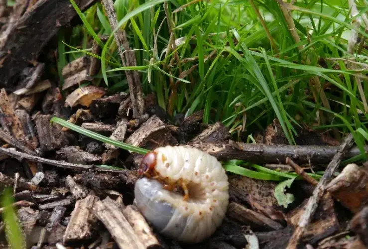 HOW TO GET RID OF GRUBS IN THE LAWN? SAY GOODBYE TO ETERNAL PESTS ...