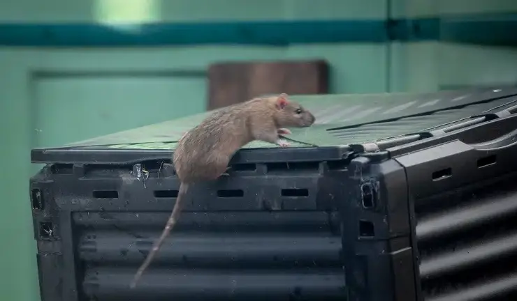 HOW TO GET RID OF RATS IN COMPOST ONCE AND FOR ALL? TIPS AND TRICKS ...