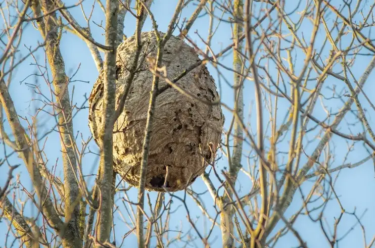 HORNET NEST IN WINTER: WHAT TO DO? CAN IT BE DESTROYED WITHOUT DANGER ...