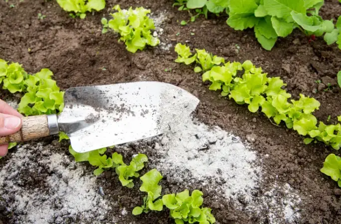 WHY PUT ASHES IN THE GARDEN? WHEN, WHERE AND HOW? THESE 5 USES WILL ...