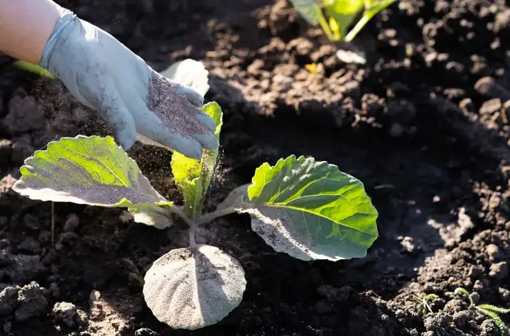 WHY PUT ASHES IN THE GARDEN? WHEN, WHERE AND HOW? THESE 5 USES WILL ...