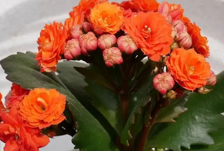 WHAT ARE AERIAL ROOTS FOR ON KALANCHOE? SHOULD WE TAKE ACTION? – Plants ...