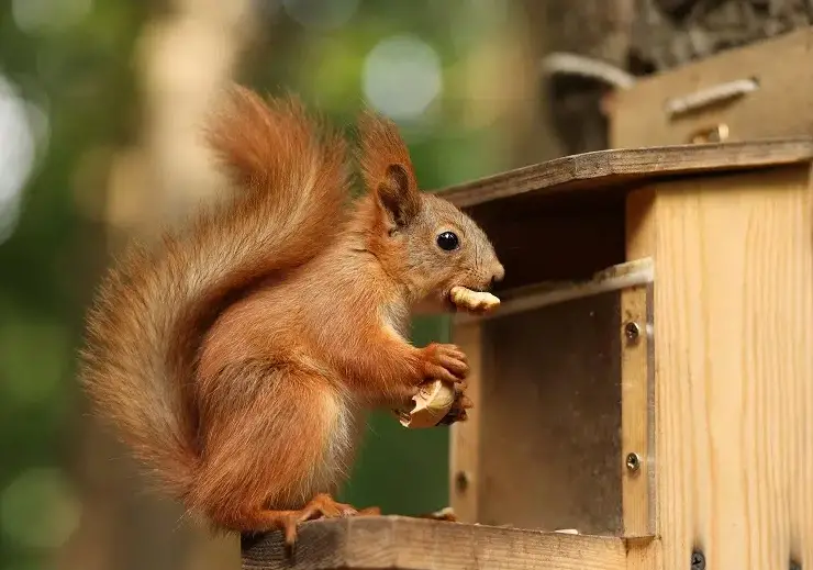 WHAT DO WILD SQUIRRELS EAT? HOW TO ATTRACT THEM AND WHAT FOODS ARE ...