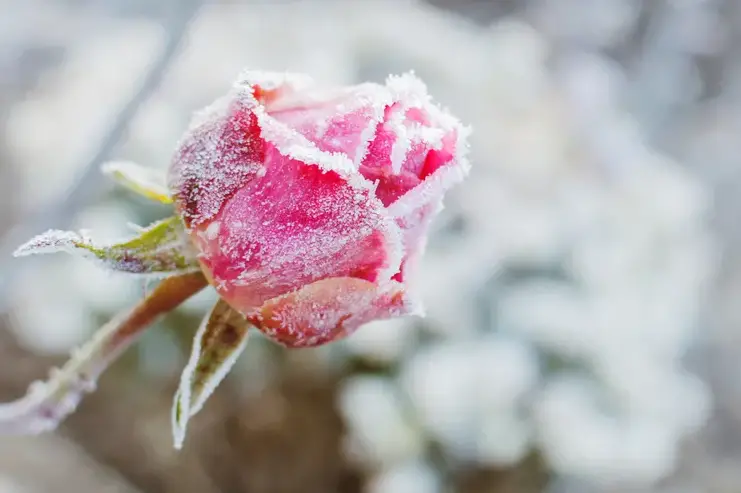 HOW TO CARE FOR ROSE BUSHES IN WINTER? THE RIGHT ACTIONS FOR HEALTHY ...