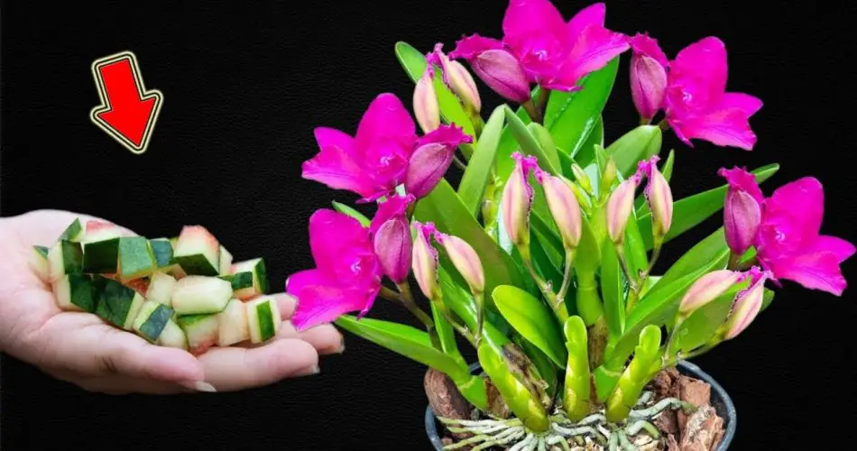 Put 1 Piece in the Root! Orchids Bloom Continuously for a Year ...