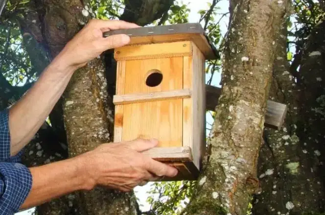 When to Clean Bird Nest Boxes in Your Garden? How? Follow the Leader ...