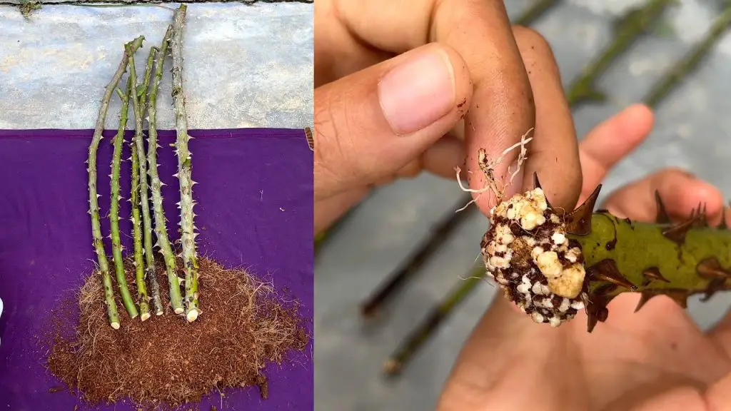 Rooting Roses Without Soil: A Guide to Propagation – Plants and Garden Tips