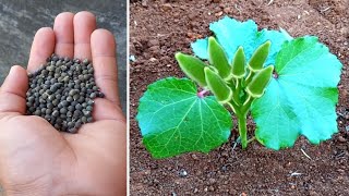 Okra Cultivation: A Guide to Growing Delicious Pods – Plants and Garden ...