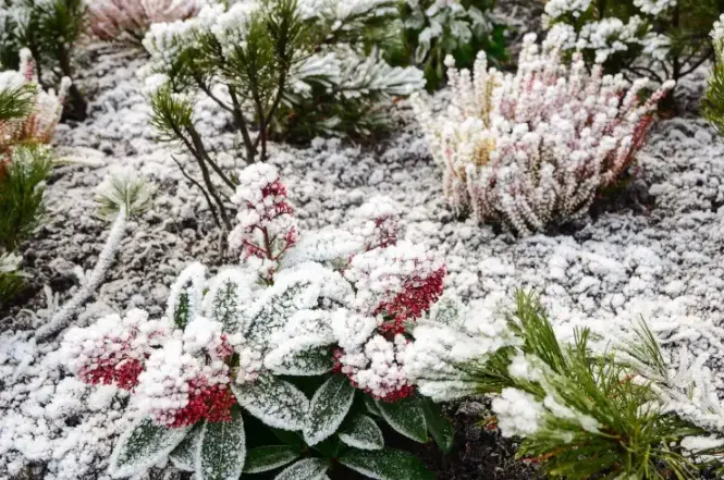 Frost-Resistant Shrubs: These 8 Hardy Plants Best Tolerate the Cold and ...