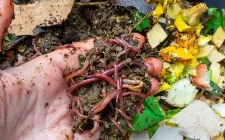 Have Earthworms in Your Compost? Should You Be Up for This Idea ...