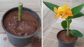 Planting Canna Lilies: A Guide to Growing Vibrant Garden Beauties ...