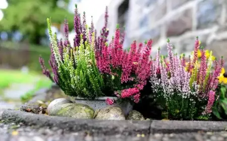 Autumn Planting of Calluna Vulgaris Heather: A Rustic Addition to Your ...