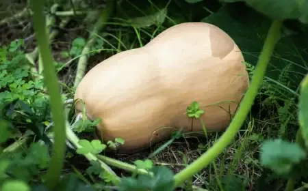 From Garden to Table: Ripening Squash and Preserving Vegetables ...