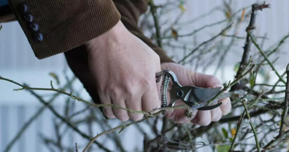 Mandatory March Pruning for Optimal Flowering: 5 Plants That Require It ...