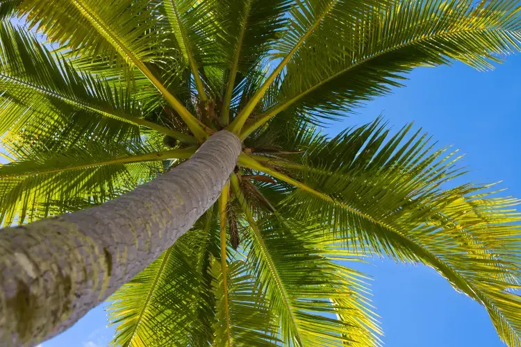 How to Maintain a Garden Palm Tree: 4 Key Tips for a Green and Healthy ...