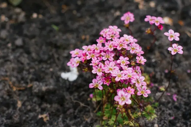 How to Plant Saxifrage in the Ground and in Pots? What are the ...