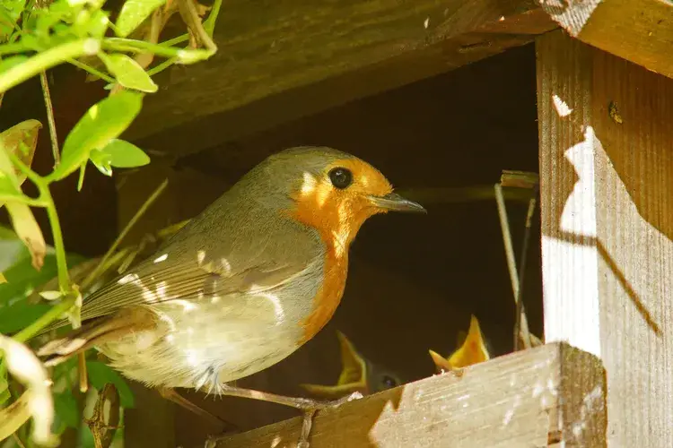 Robin Nest Box Location: Tips for Successfully Attracting These ...