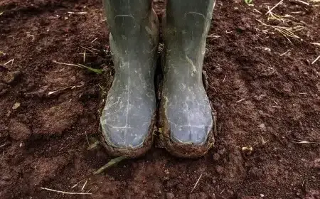 Here’s What to Do in the Garden After the Storm to Repair the Damage in ...
