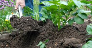 How and When to Hill Potatoes Correctly for Maximum Yield – Plants and ...