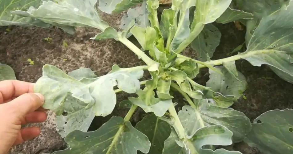 Why Cabbage Heads Aren’t Forming: Common Mistakes and Solutions ...