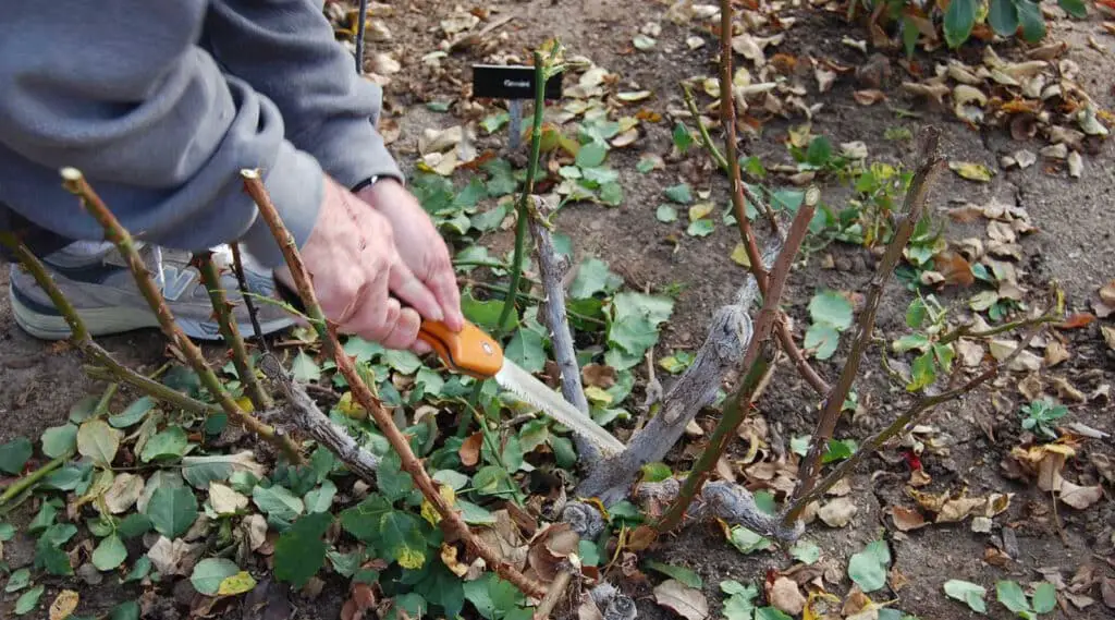 Caring for Rose Bushes Before Winter: Essential Steps to Avoid Losses ...