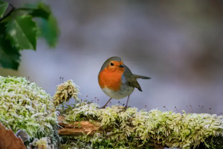 How to Care for a Robin in Winter? 4 Steps to Protect It and Help It ...