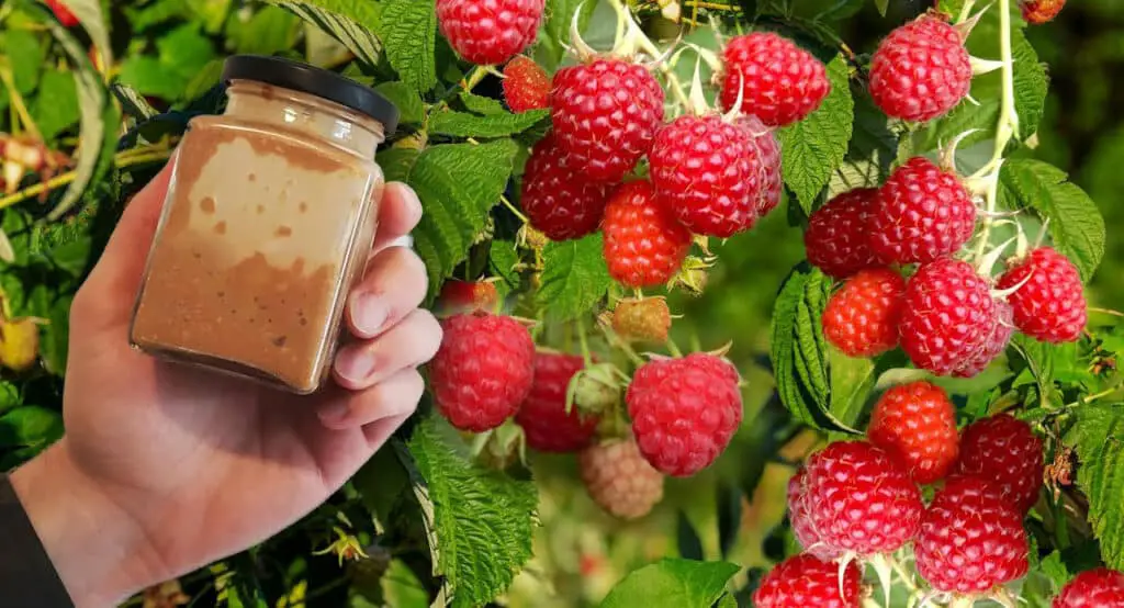 Fertilizer That Will Ensure a Good Harvest of Raspberries. They’ll be ...