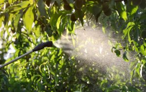 When and How to Fertilize a Peach Tree: Choosing the Right Fertilizer ...