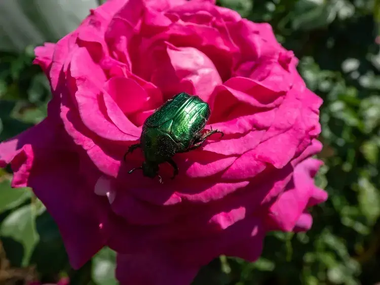 Rose Chafer: Appearance, Impact, and Plant Preferences – Plants and ...