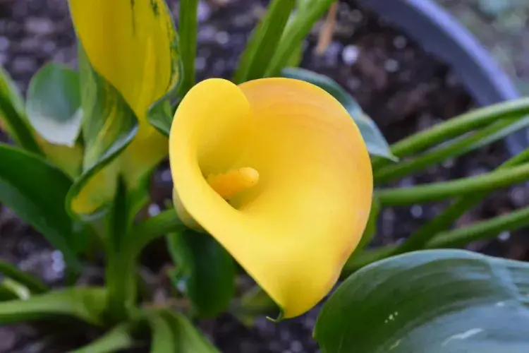 How to Care for a Potted Calla: A Comprehensive Guide – Plants and ...