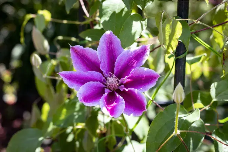 How to Take a Clematis Cutting: The Complete Guide – Plants and Garden Tips