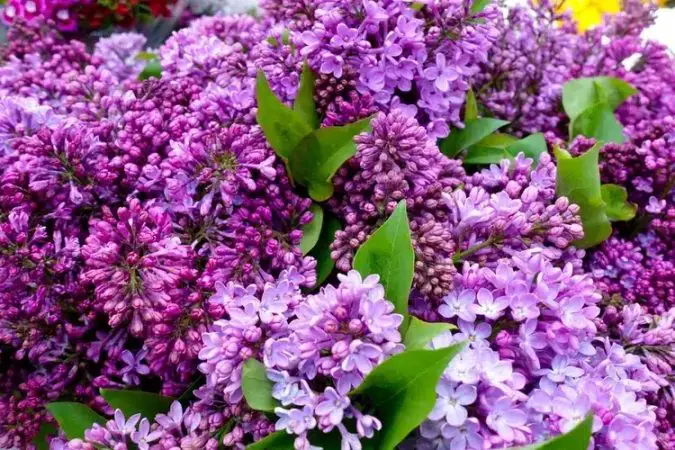 How to Propagate Common Lilac Most Easily and Effectively – Plants and ...