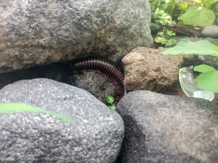 What Insects Live Under Rocks? The Ultimate Guide – Plants and Garden Tips