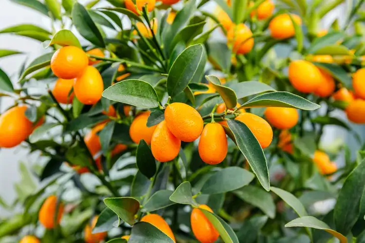 Do You Know the Cold-Resistant Citrus Fruits? The Top 3 Hardy Trees to ...