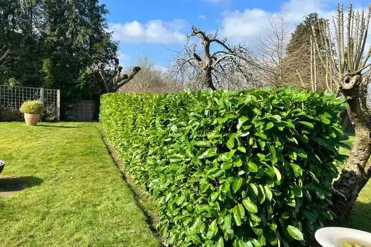 What is the Best Laurel for a Hedge? When and How to Plant It – Plants ...