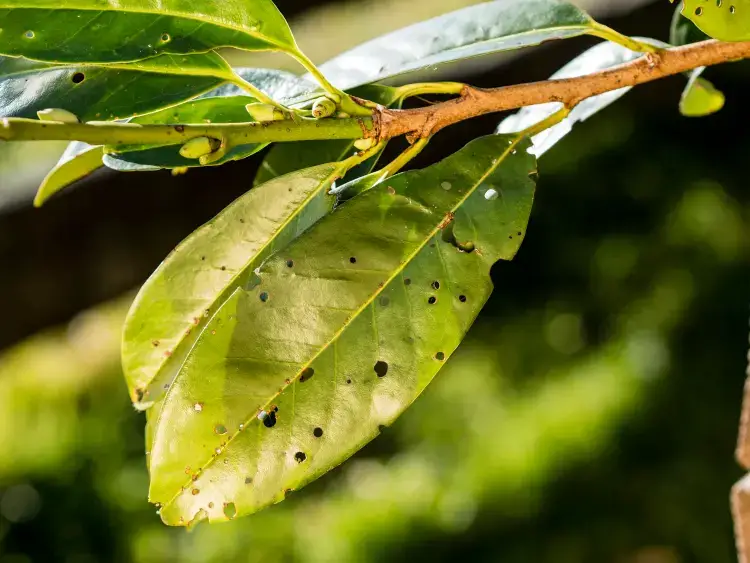 What Bugs Eat Bay Leaves? 3 Common Pests and How to Get Rid of Them ...
