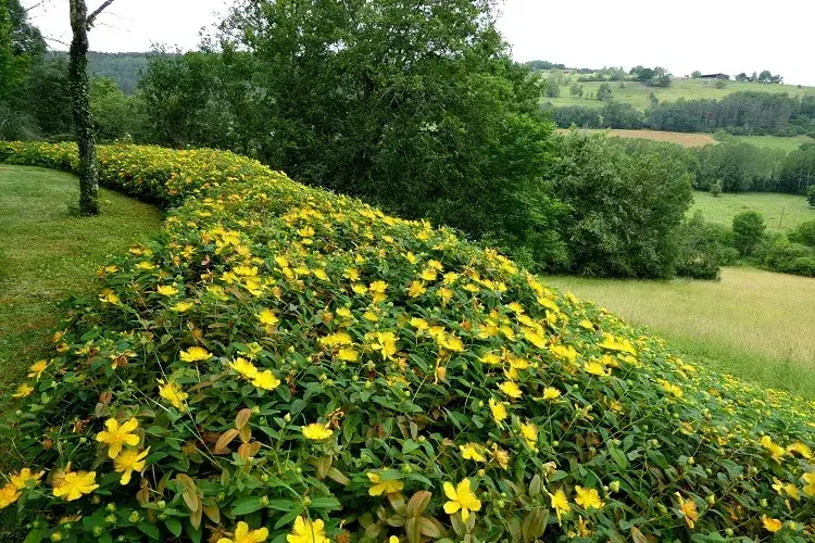5 Long-Flowering Shrubs That Offer a Refreshing Change from Laurel and ...